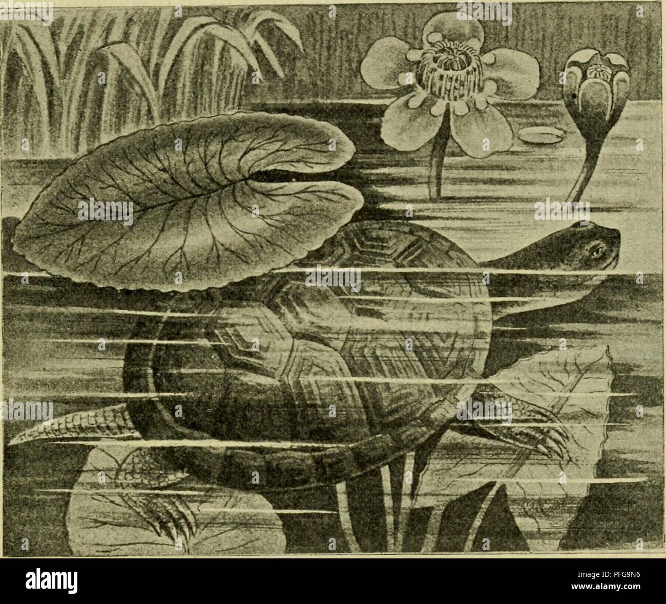 This book describes the life cycle of amphibians and reptiles in their ...