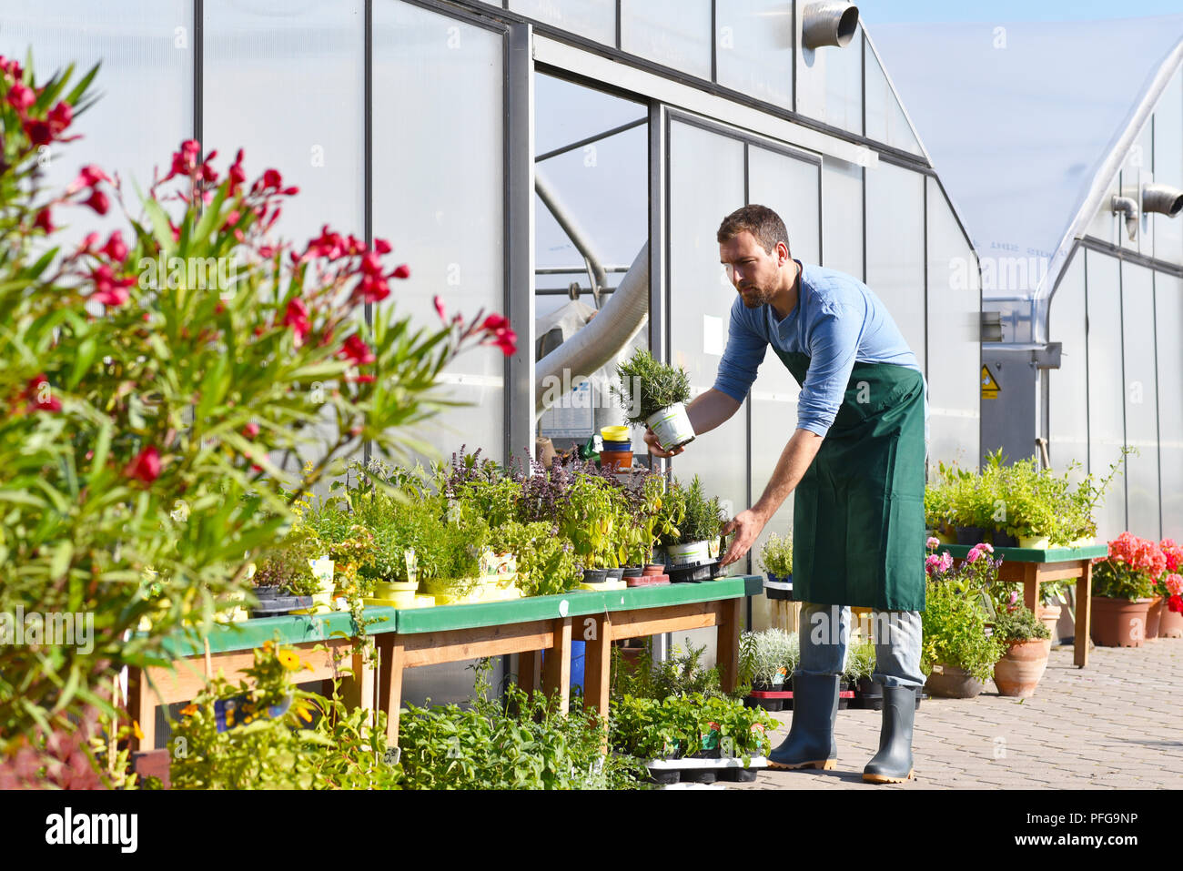 gardener works in a nursery - growing and selling plants and flowers ...