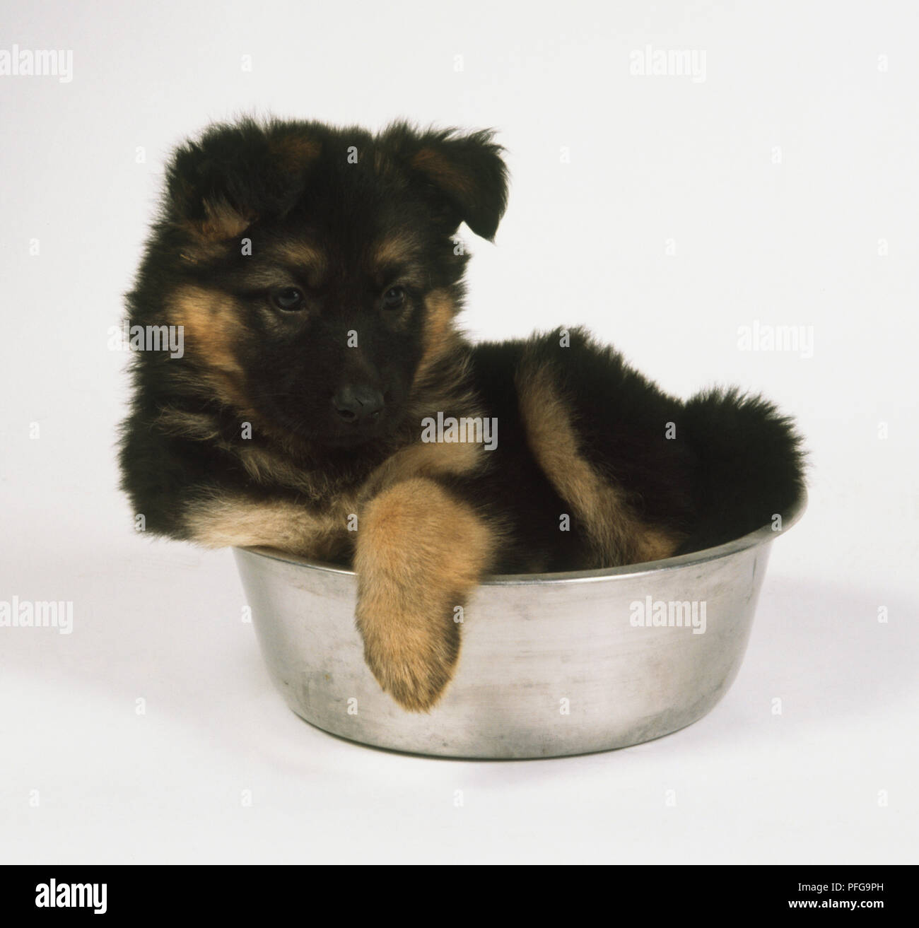 German Shepherd puppy (Canis familiaris) in a metal bowl Stock Photo ...
