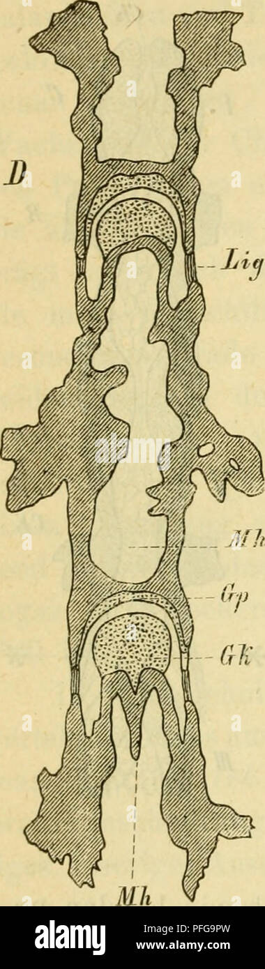 This work provides a comparative anatomical study of the skulls of ...
