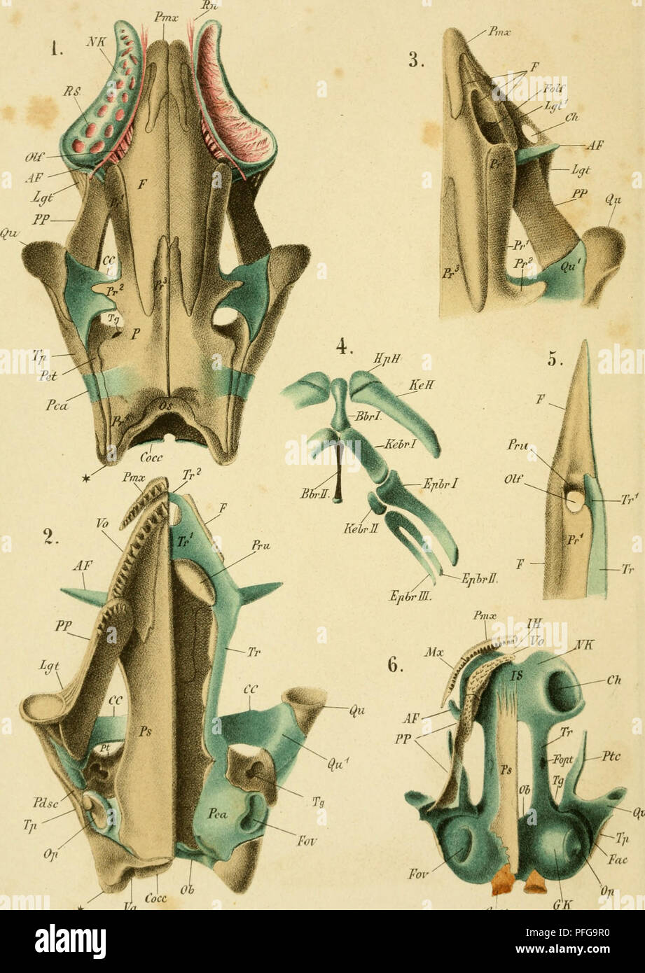 This study explores the skull structure of urodeles, a group of ...