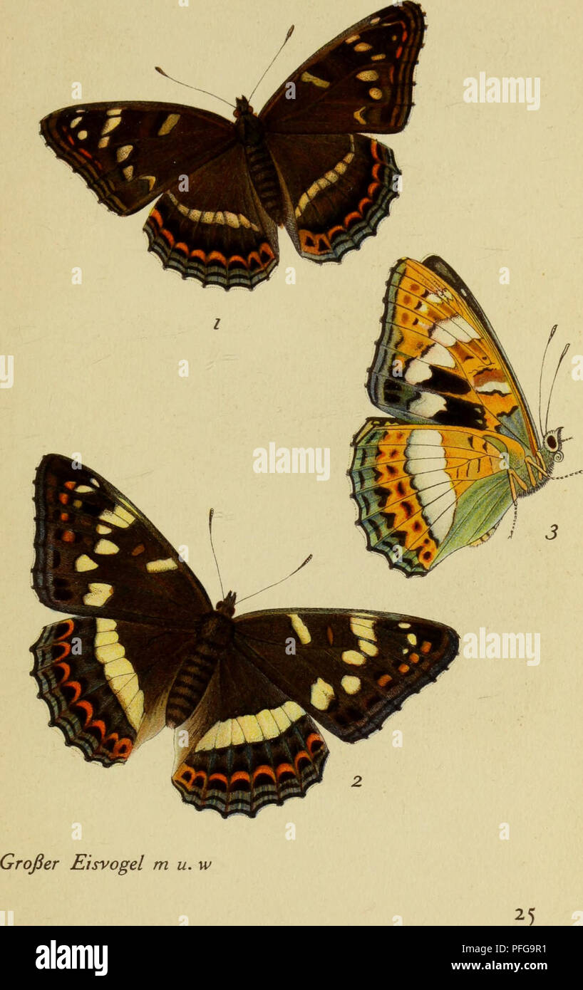 This small book focuses on Lepidoptera, the order of insects that ...