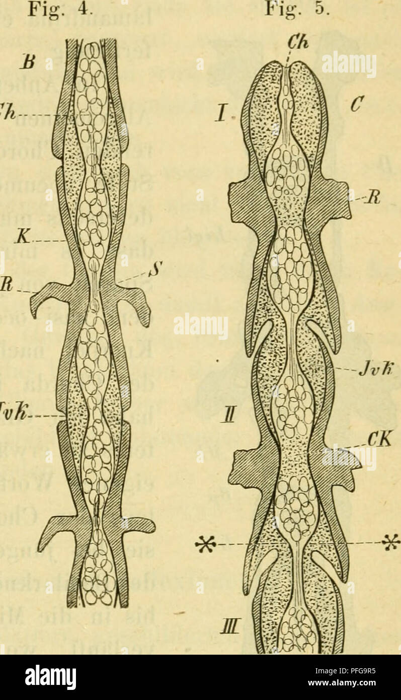 This work presents a comparative anatomical study of the skull of ...