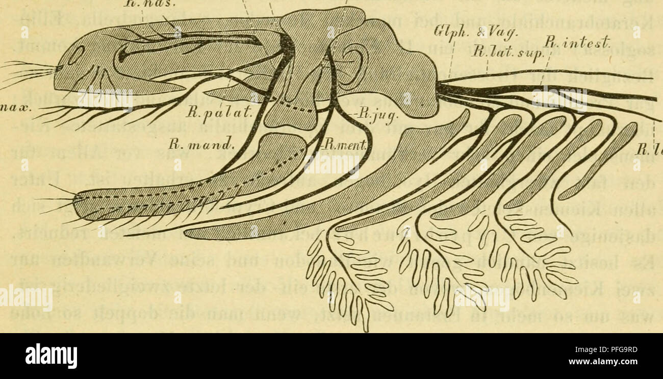 This work explores the skull structure of urodeles, a group of ...