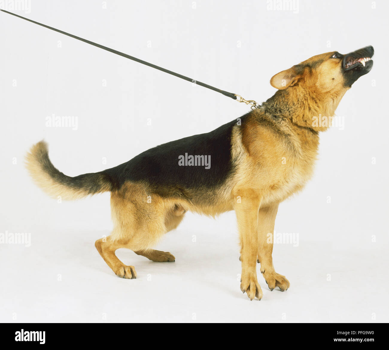 German Shepherd (Canis familiaris) straining at lead, side view Stock ...