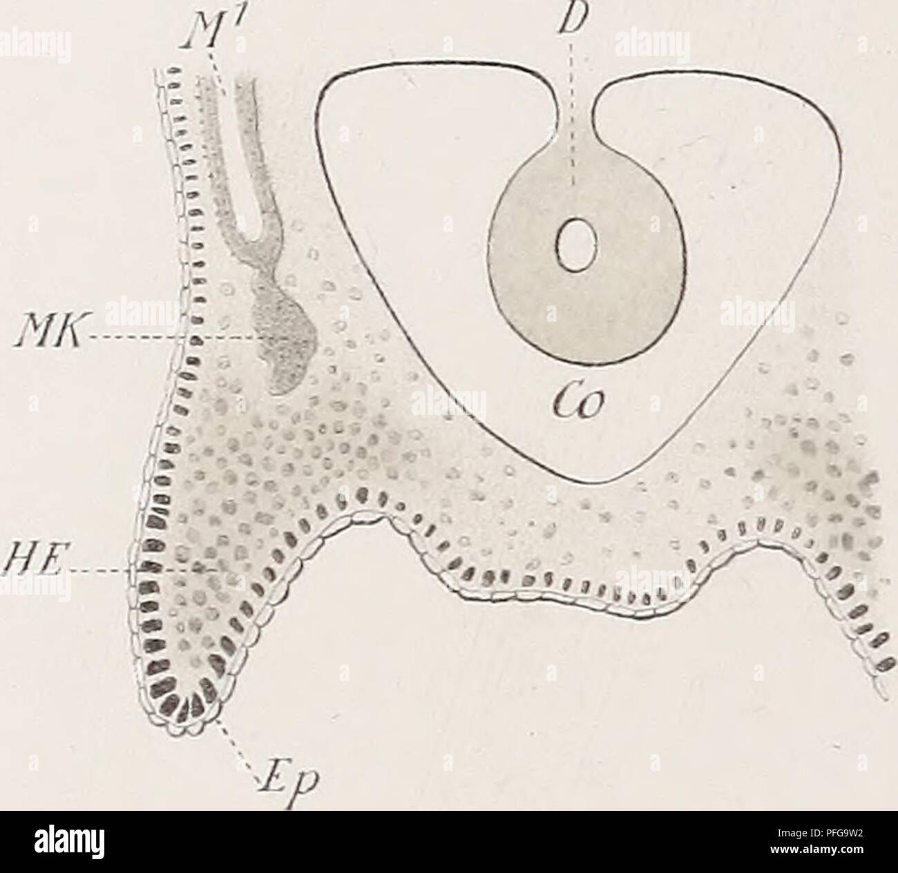 This comparative anatomy study focuses on the limb skeletons of ...