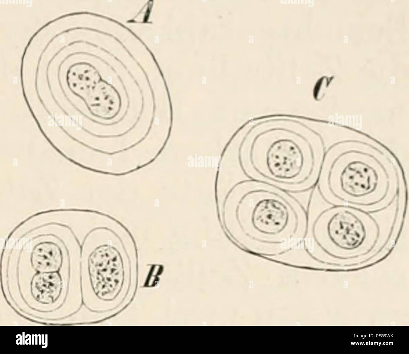 This guide on microscopic botany introduces beginners to plant ...