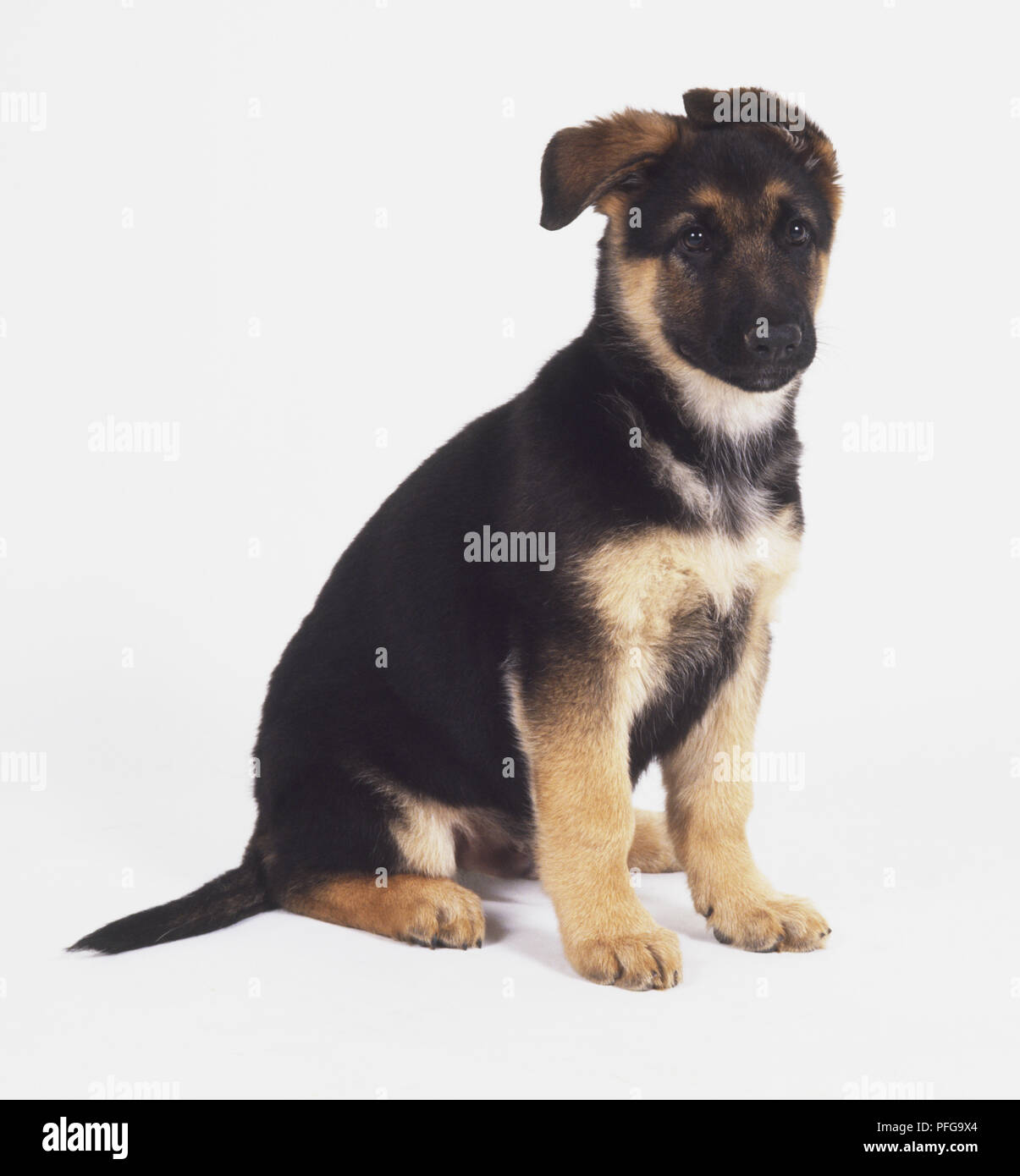 German Shepherd puppy (Canis familiaris) with lopped ear Stock Photo ...