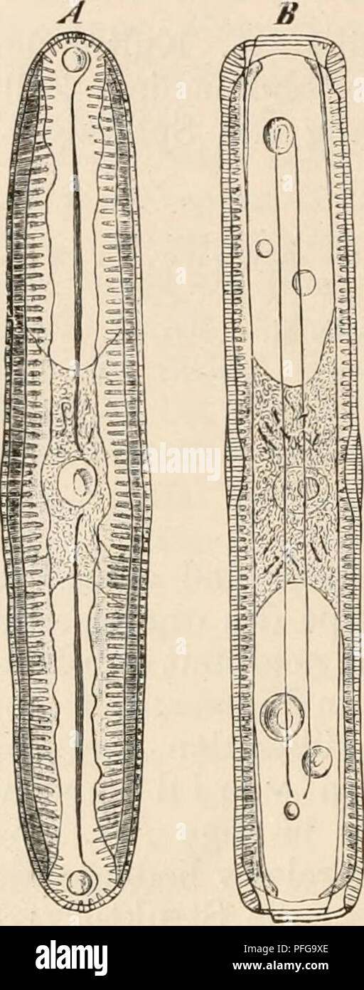 A guide to the self-study of microscopic botany, with detailed ...