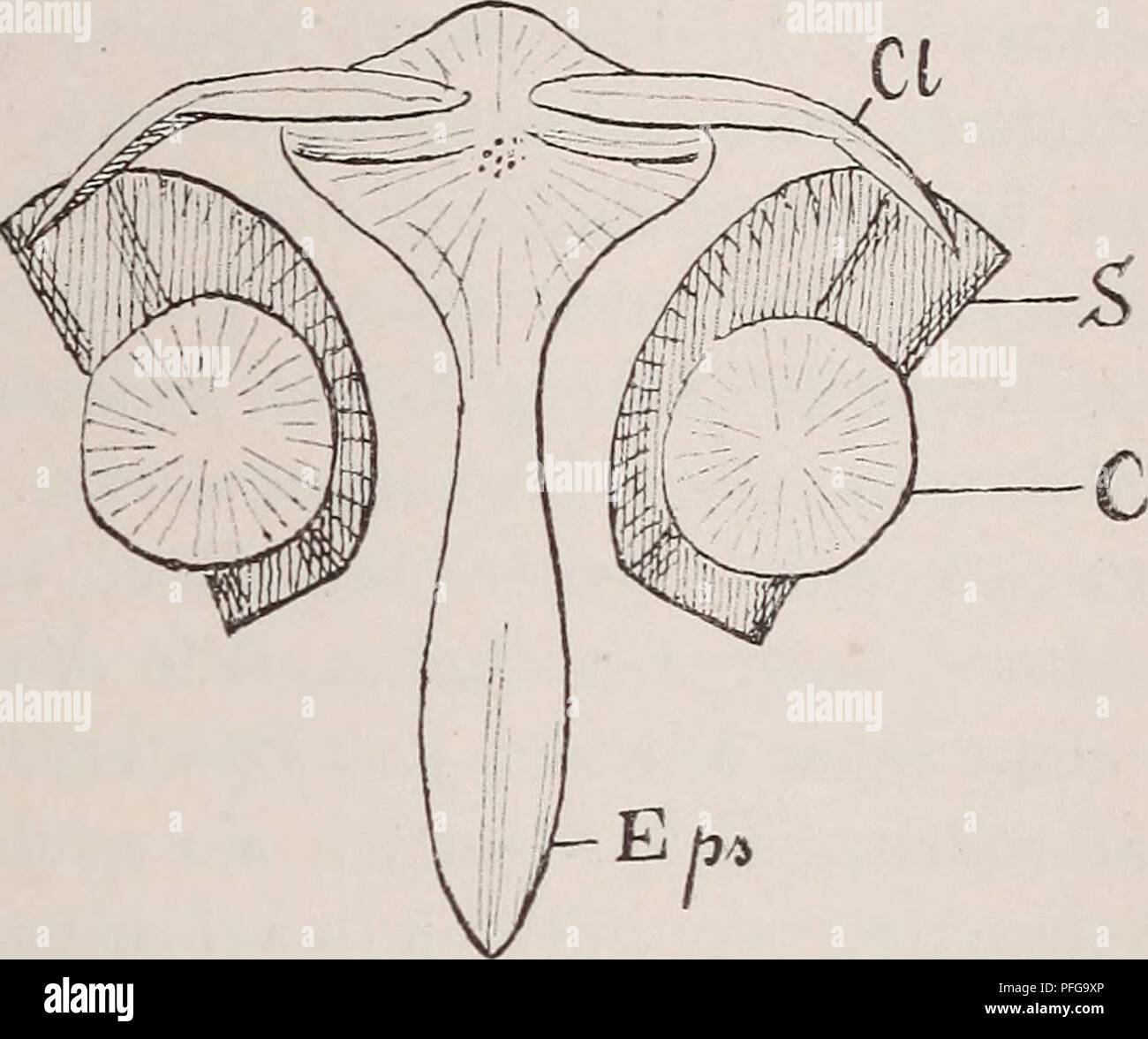 This work examines the limb skeleton of vertebrates, with a particular ...