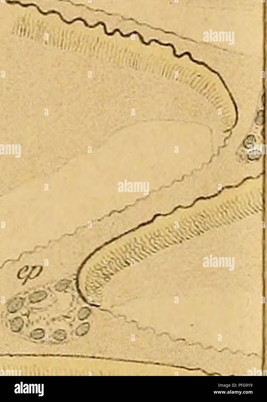 This study focuses on the integument (external structure) of chitons, a ...