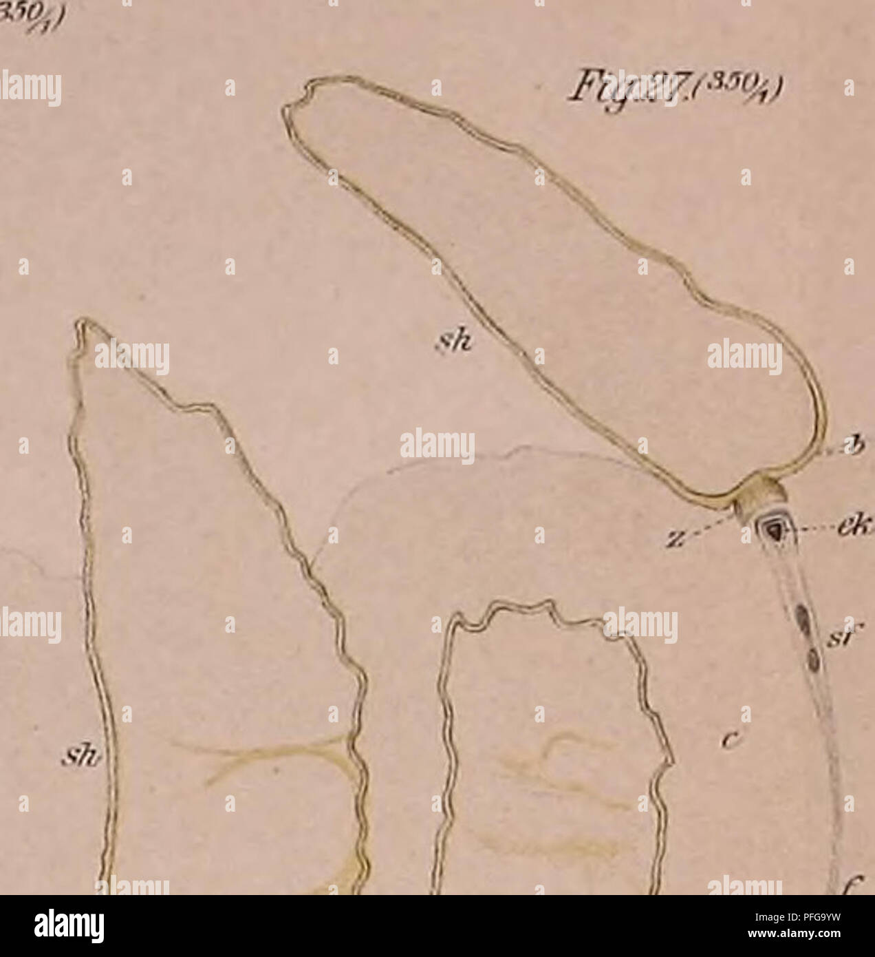 This illustration from Jos. Blumrich's work on chitons (a class of ...