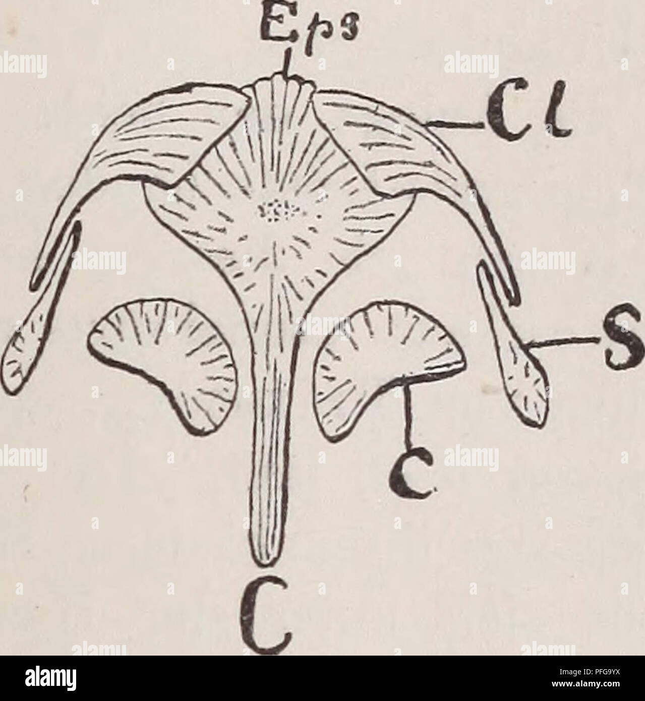 This work by Robert Wiedersheim (1848–1923) explores the comparative ...