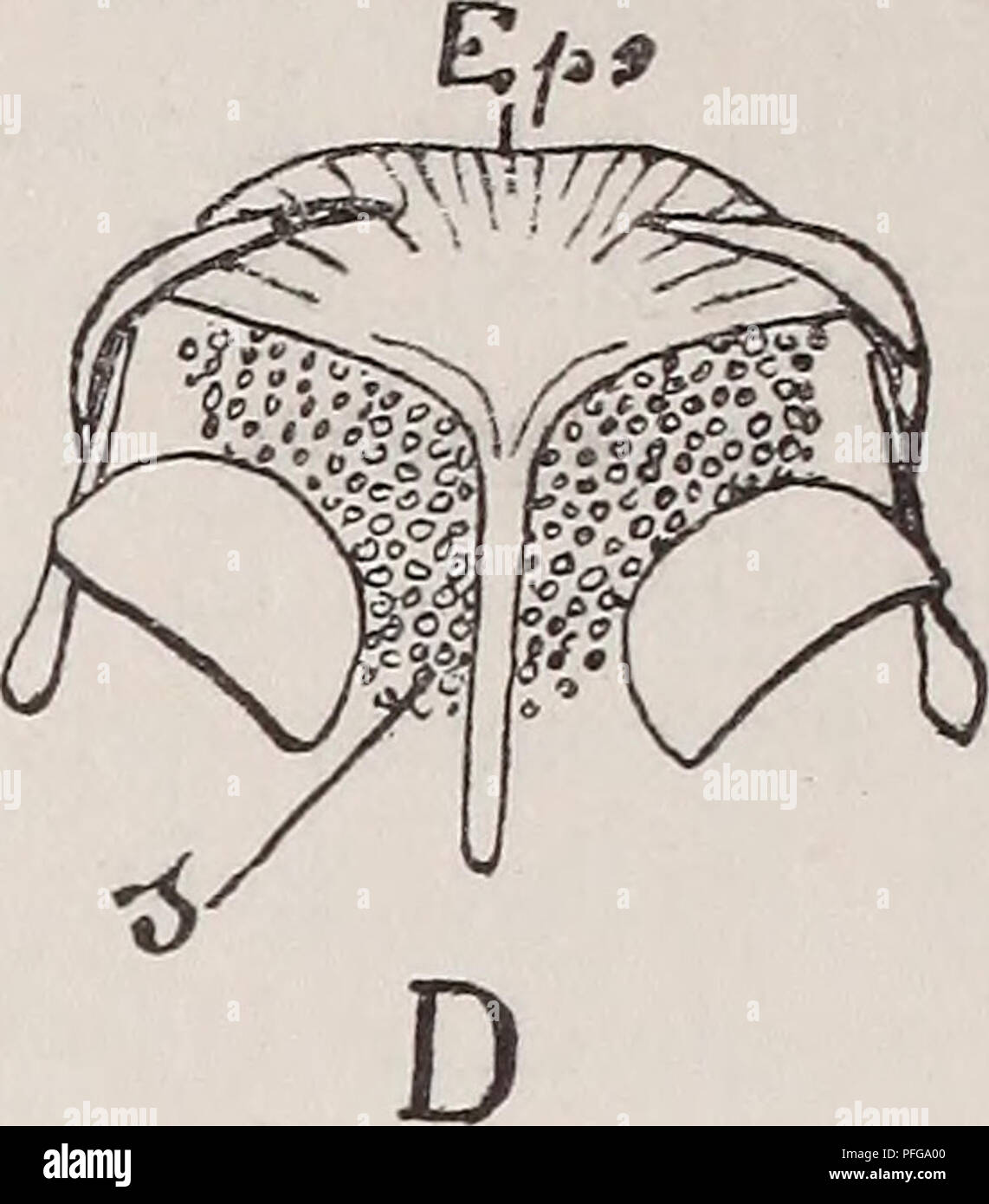 This work examines the limb skeletons of vertebrates, focusing on the ...