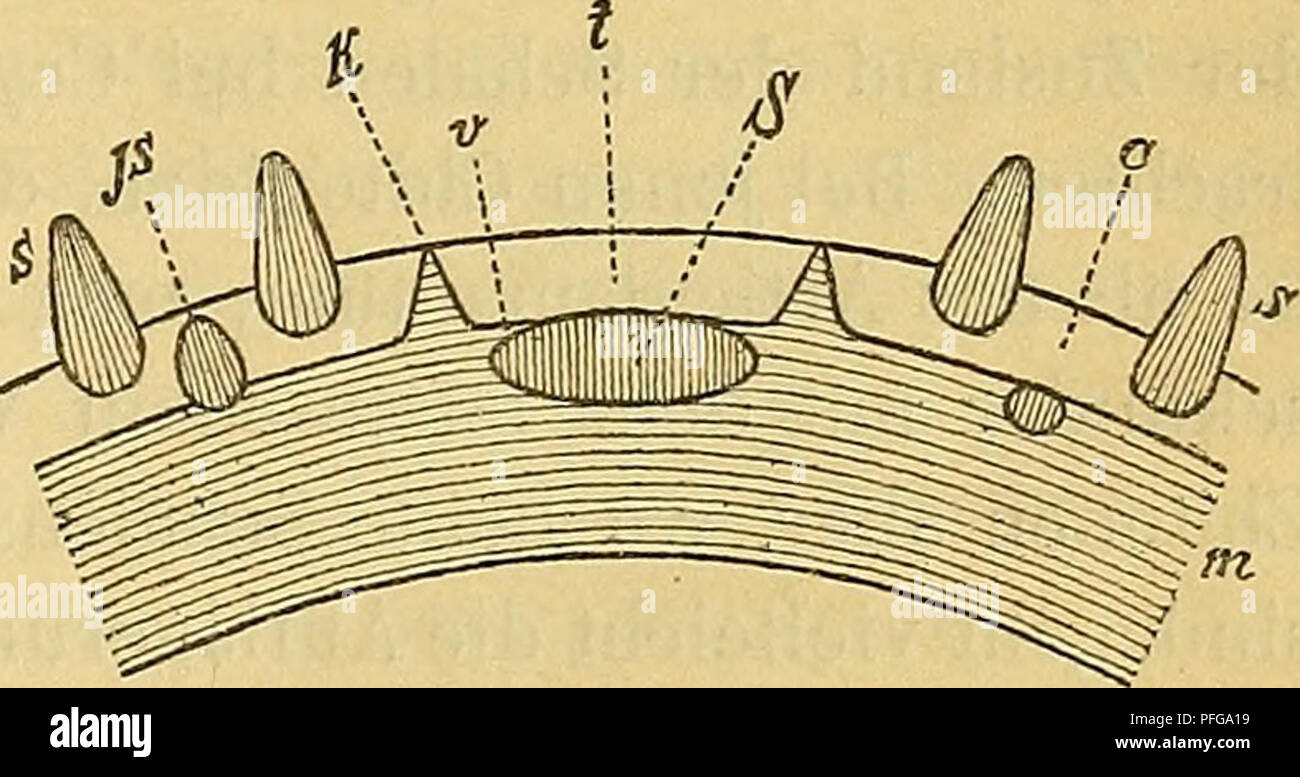 This study focuses on the integument of chitons, a type of marine ...