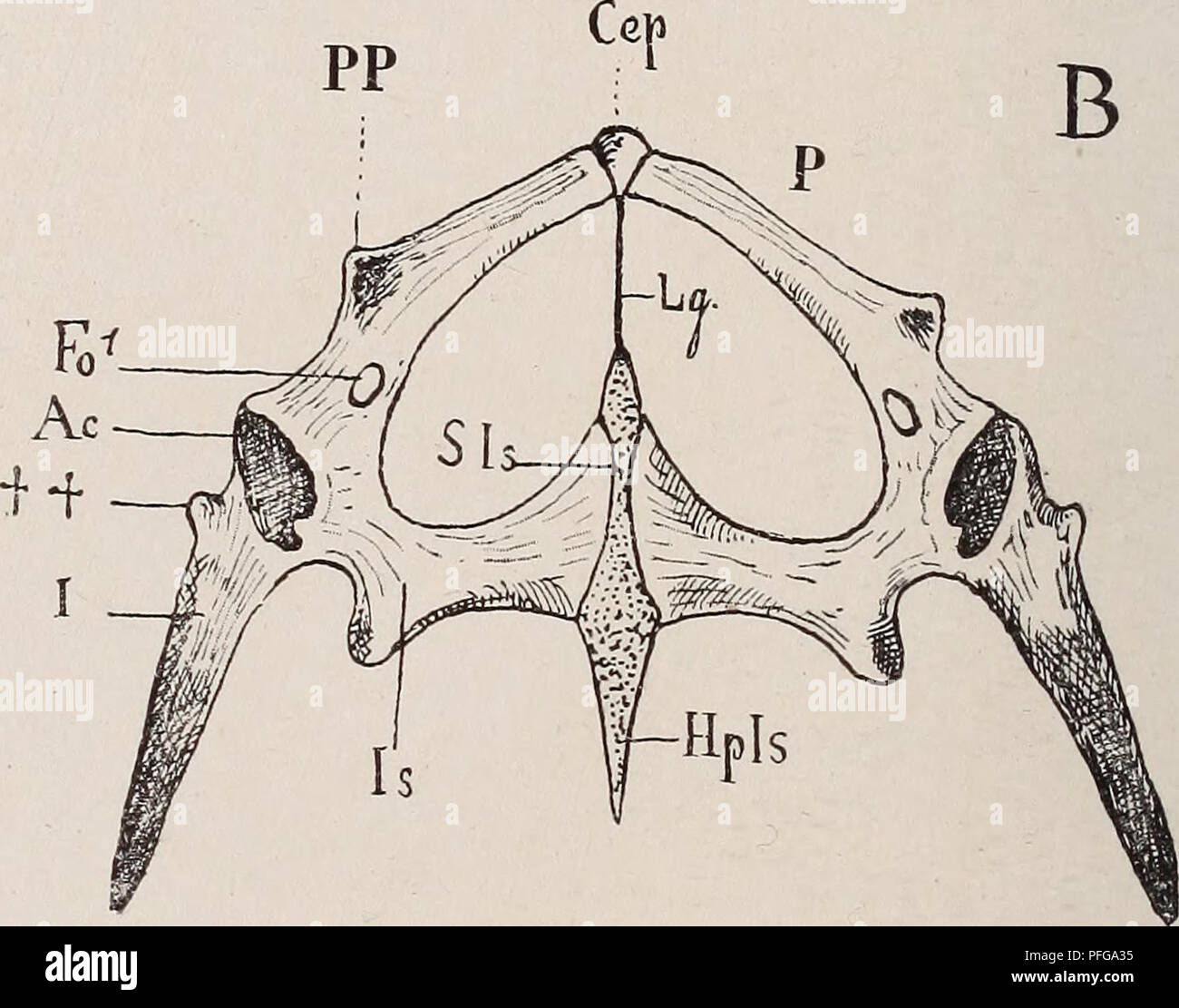Fish pelvis hi-res stock photography and images - Alamy