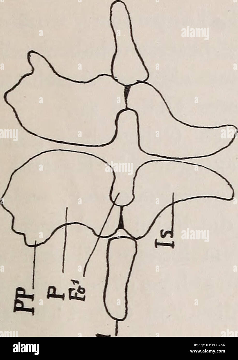 This work focuses on the limb skeletons of vertebrates, particularly ...