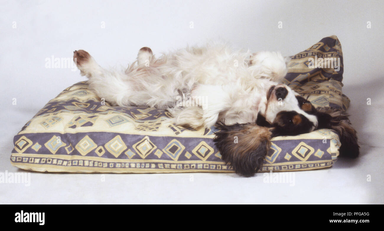 English Cocker Spaniel (Canis familiaris) sprawled back on cushion ...