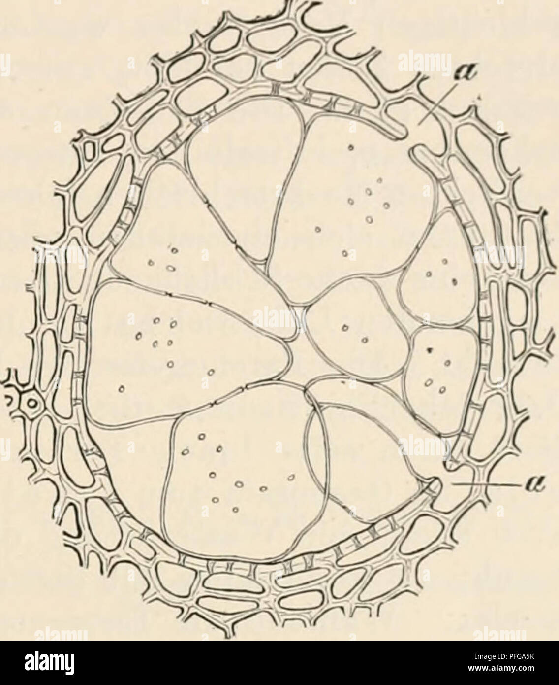 This practical guide for studying botany focuses on microscopic ...
