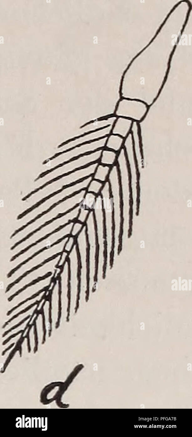 This comparative anatomy work examines the limb skeleton of vertebrates ...