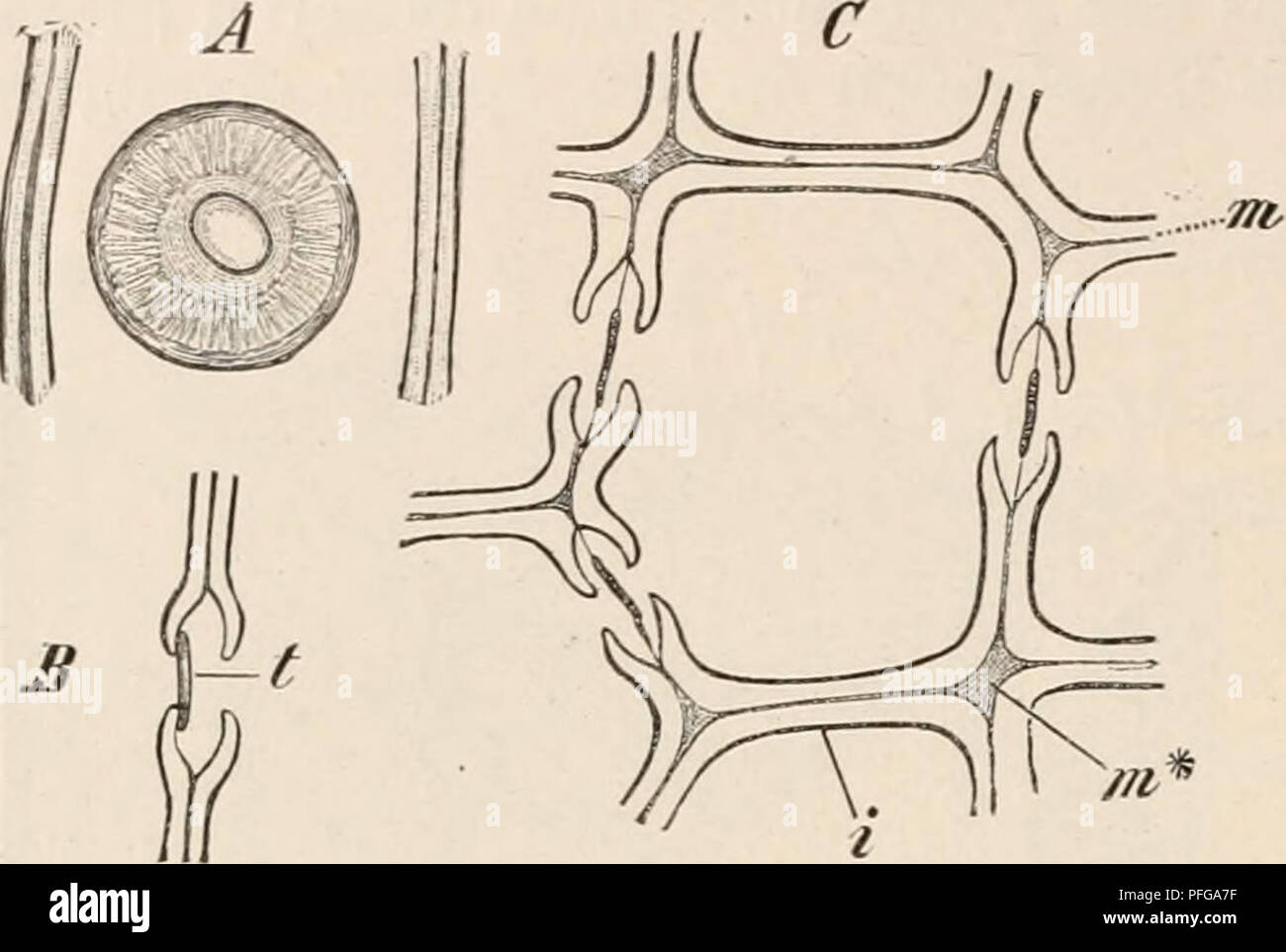 Querschnitt und la hi-res stock photography and images - Alamy