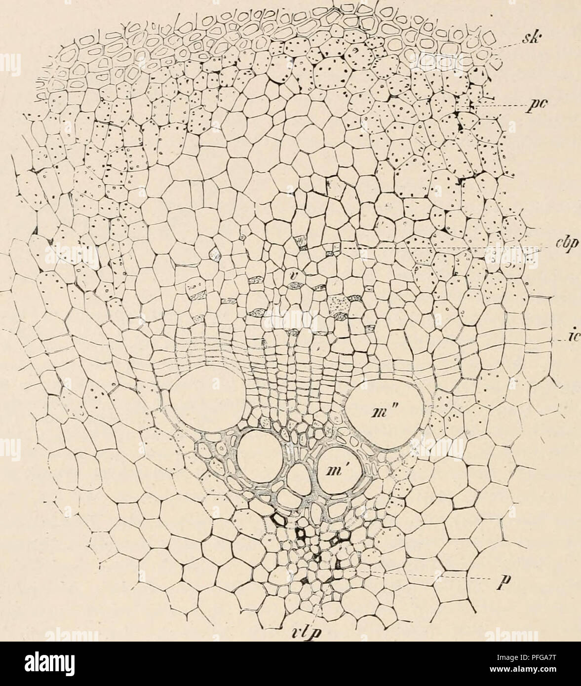This guide offers an introduction to microscopic botany, detailing ...