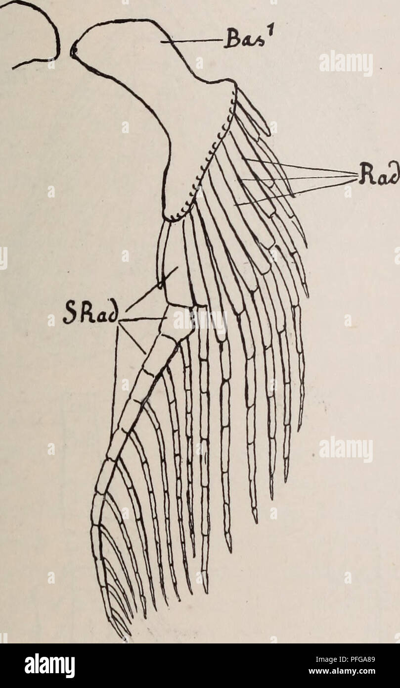This German text discusses the limb skeleton of vertebrates, focusing ...