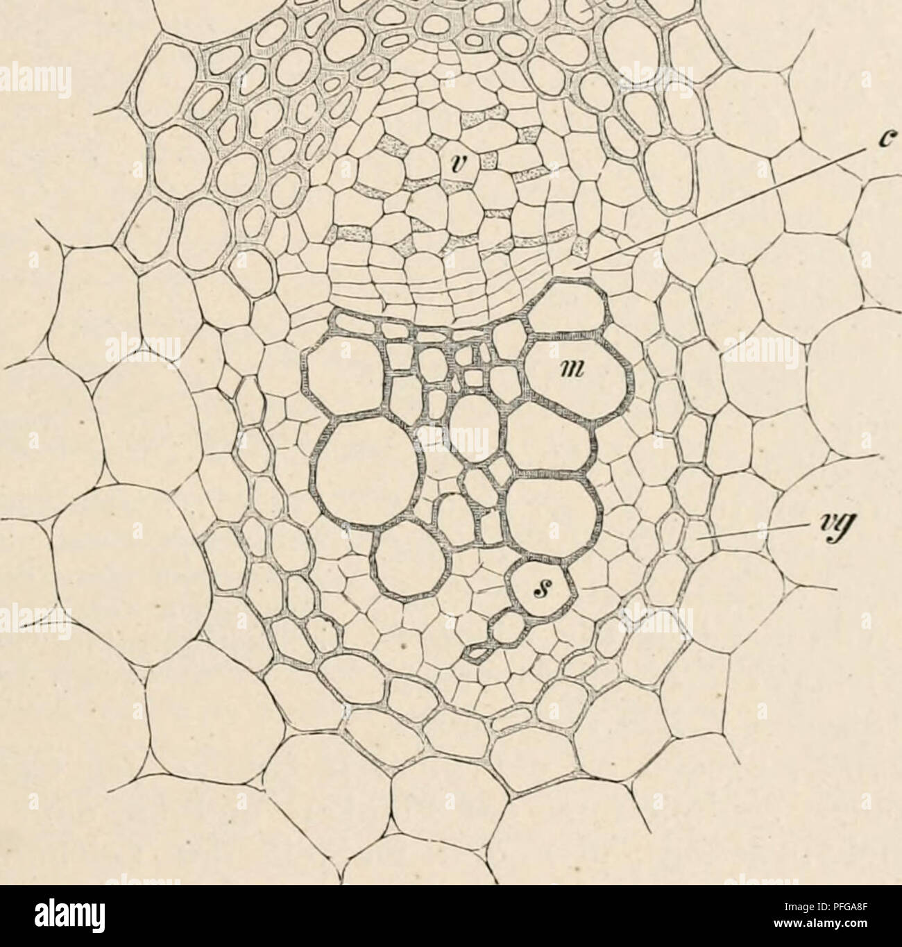 This guide offers a practical approach to microscopic botany, providing ...