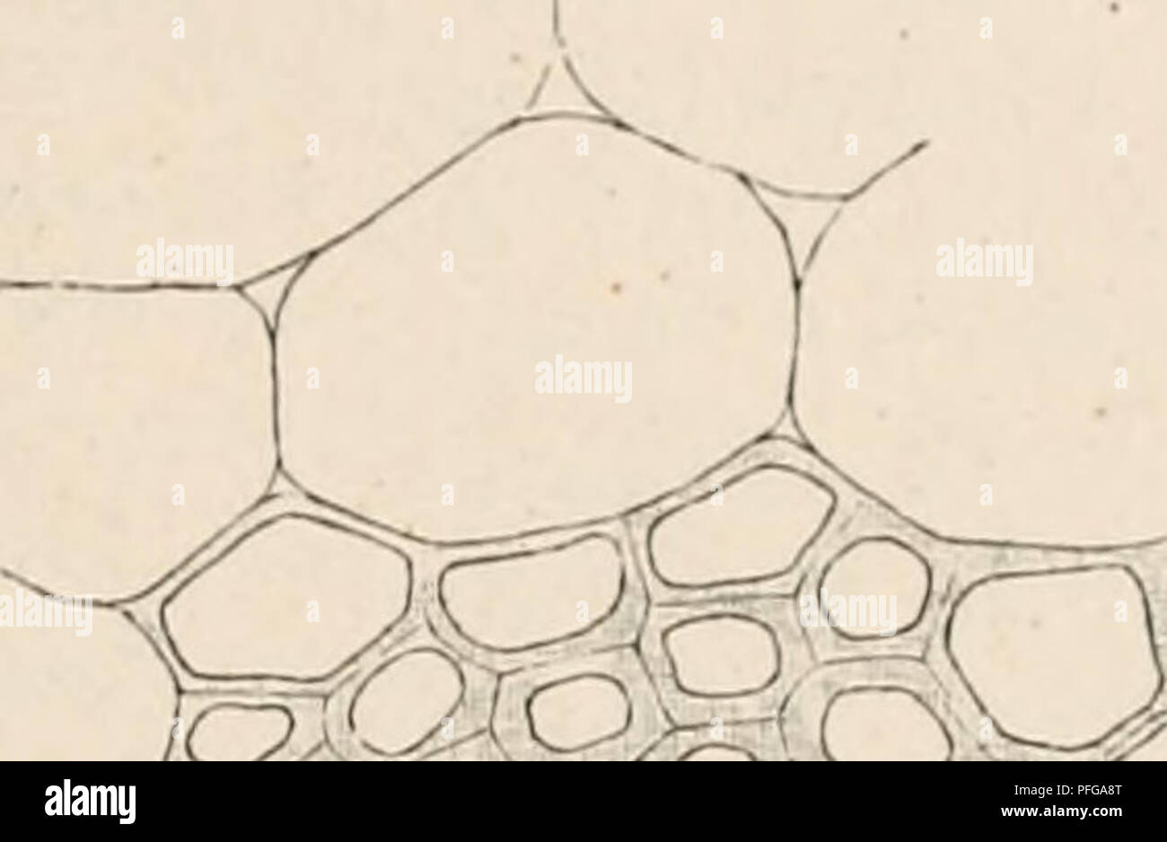 Various microscopic plant structures hi-res stock photography and ...