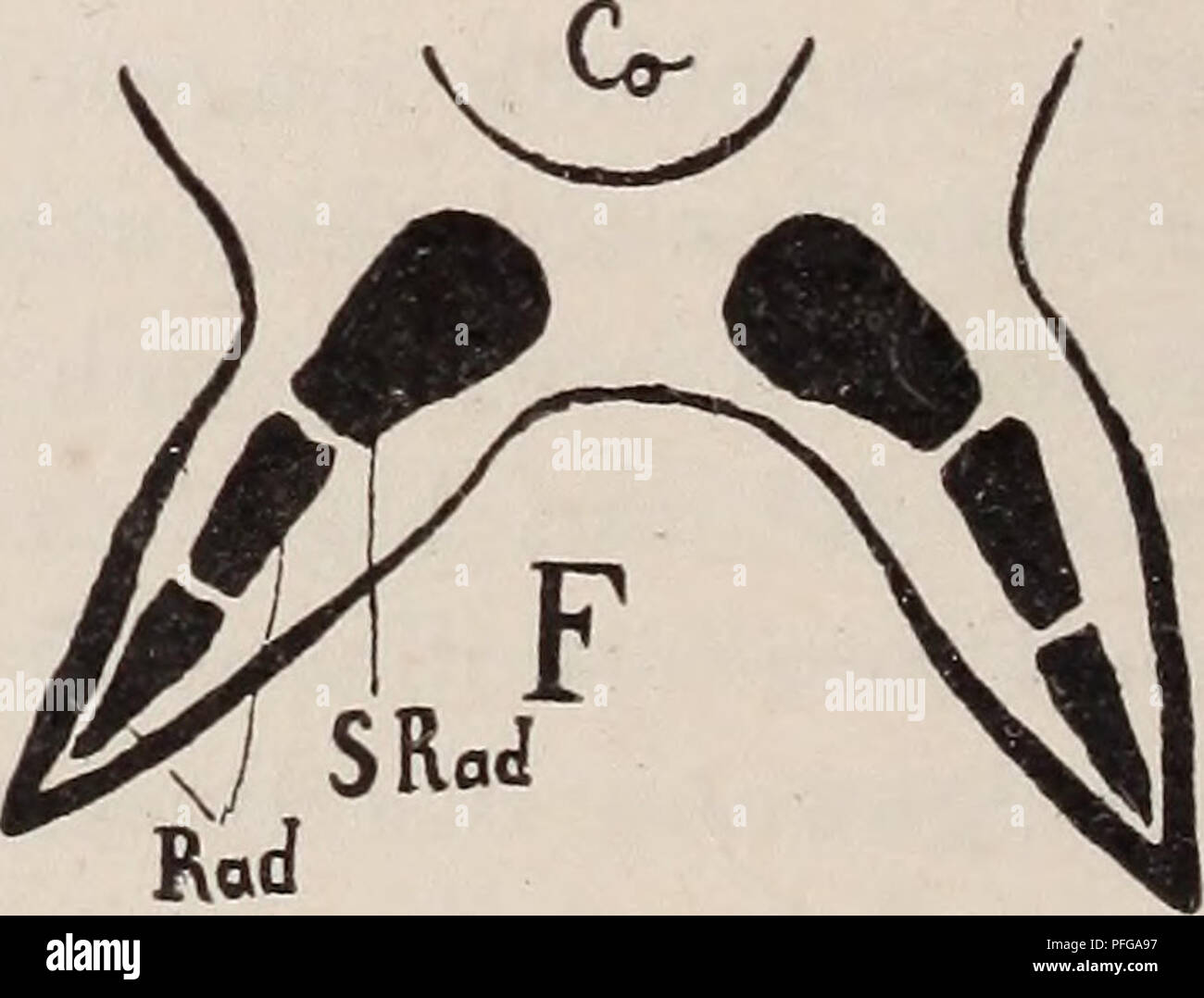 This work on vertebrate limb anatomy focuses on the skeletal structure ...