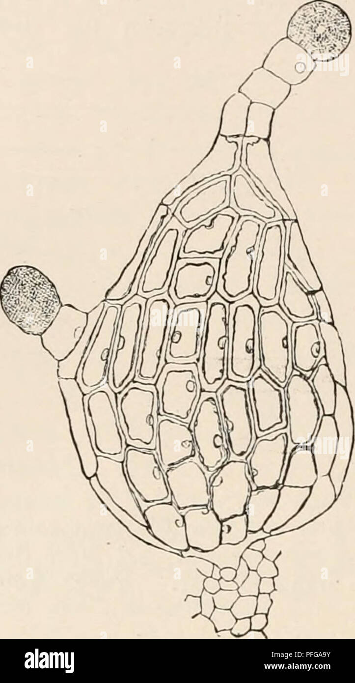 A guide to microscopic botany, offering an introduction to studying ...