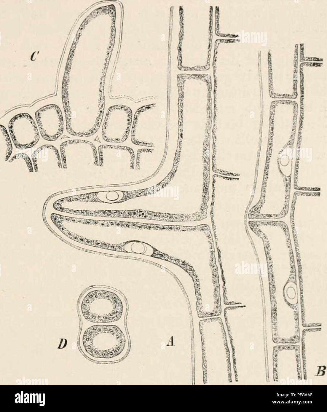 This image is part of a botanical practical guide focusing on ...