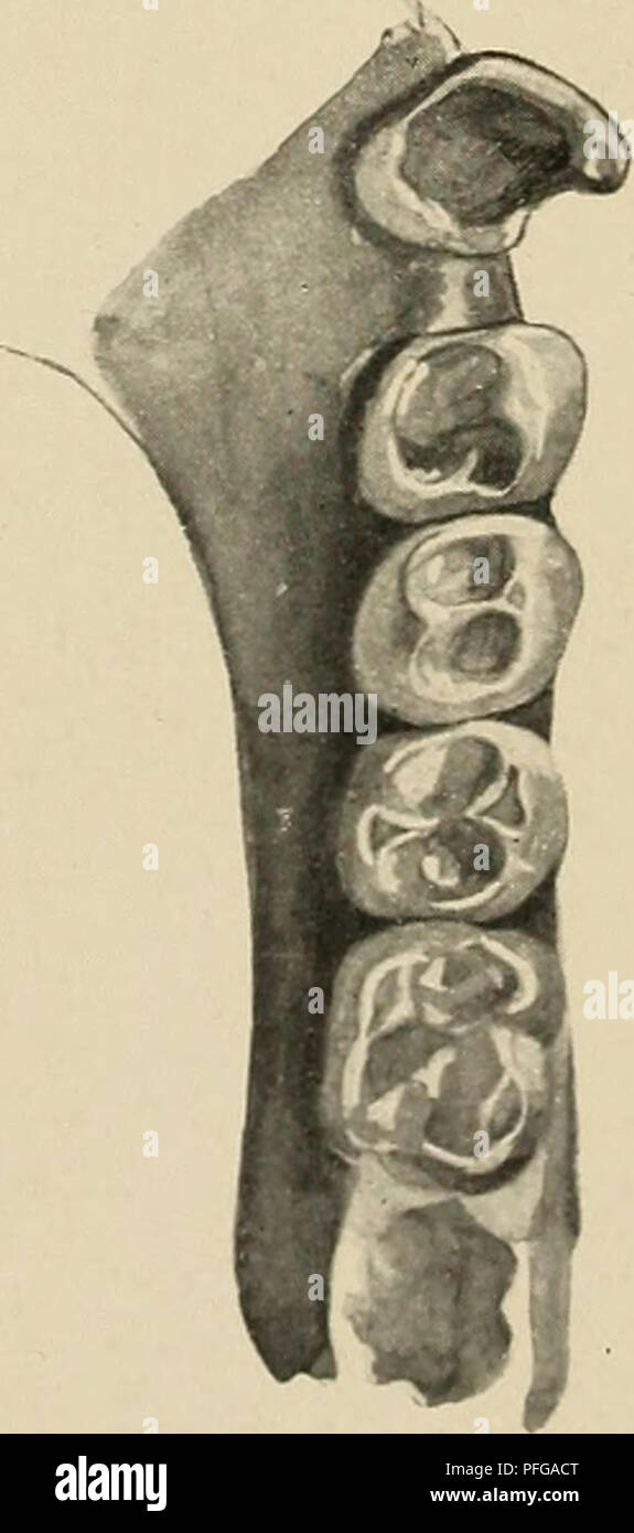 Paul Adloff's work compares the dental structures of humans and ...