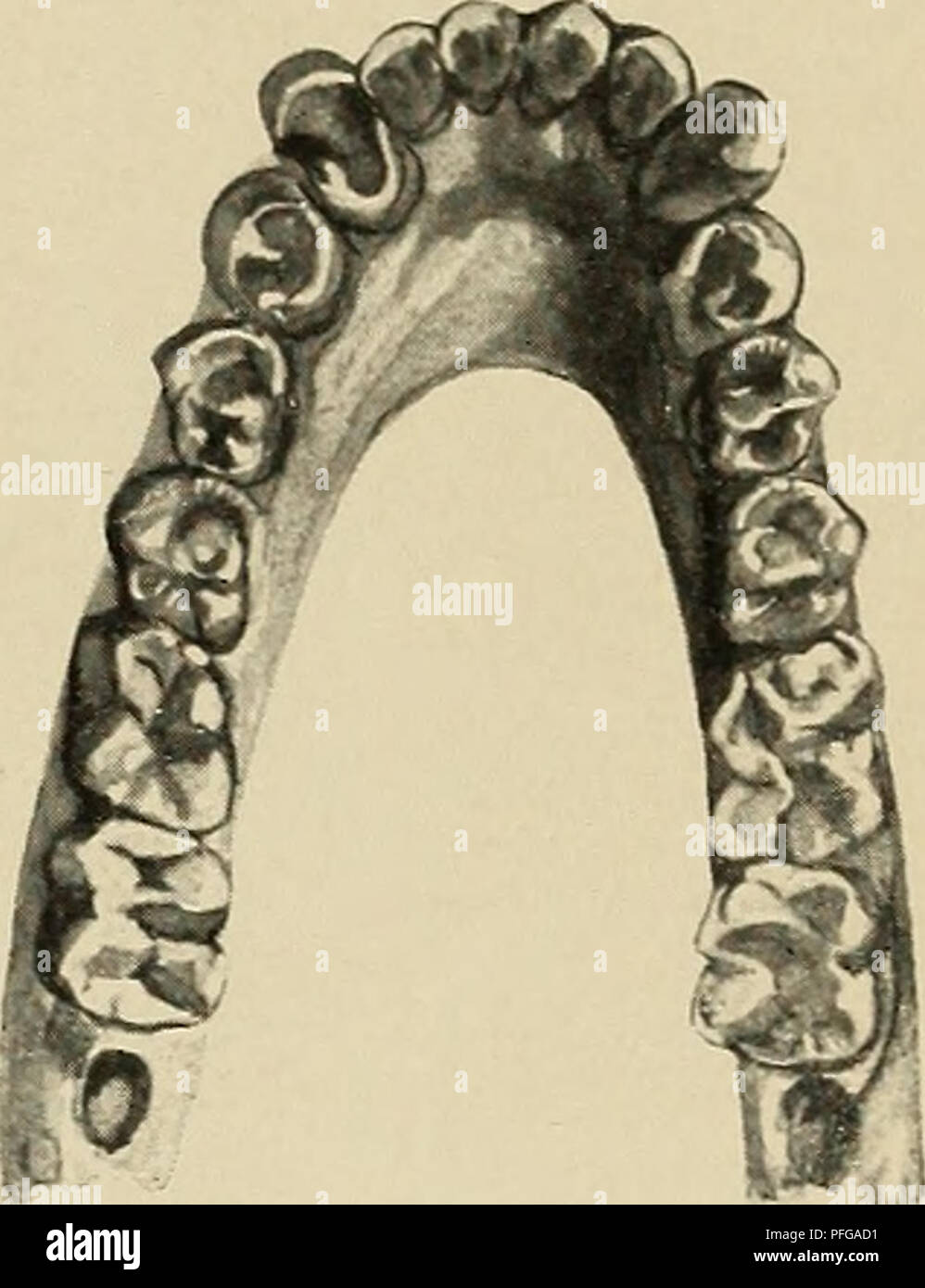 This work examines the teeth of humans and anthropomorphic species ...