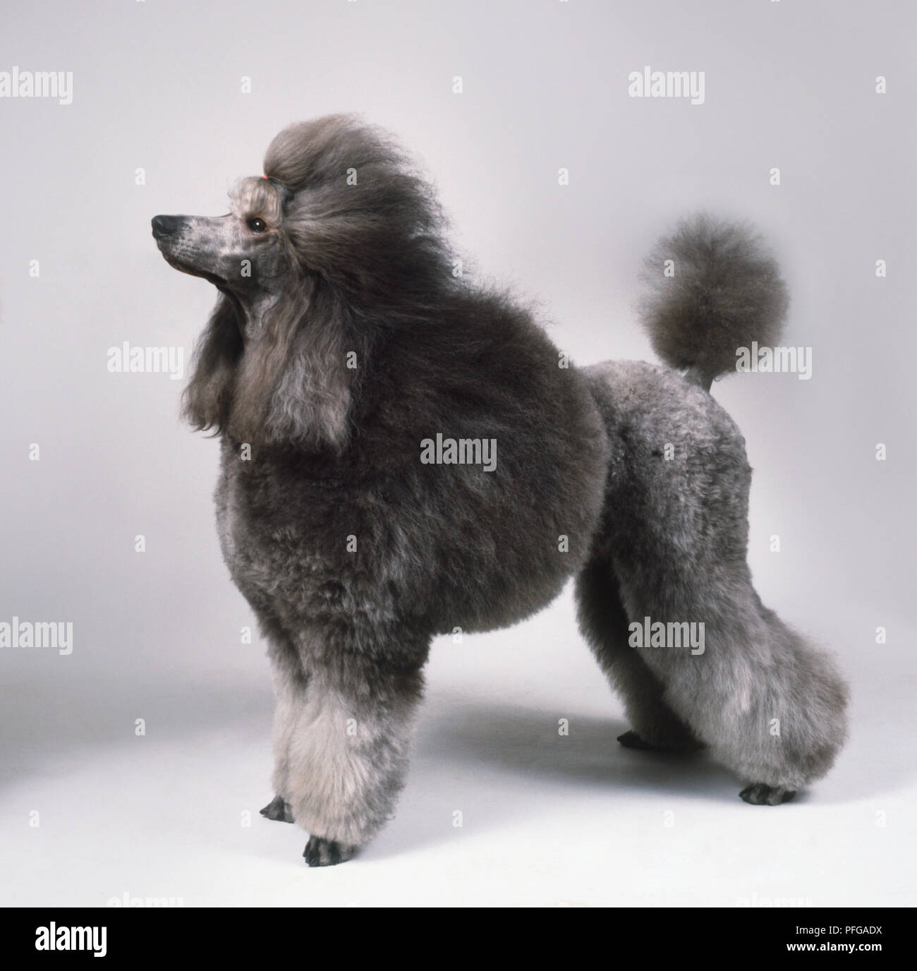 Are Poodles Single Coates