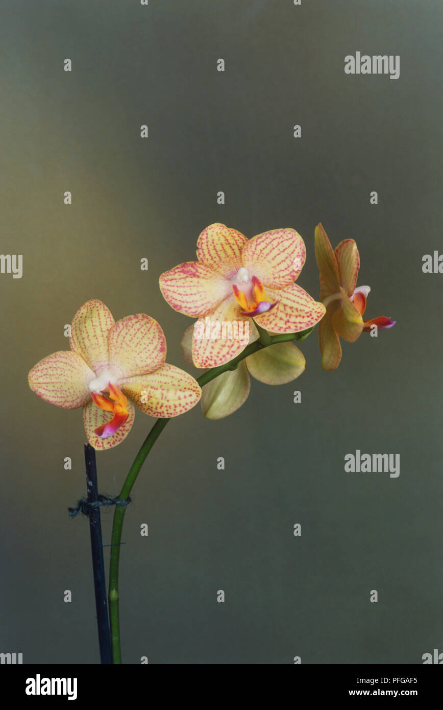 Phalaenopsis Golden Horizon 'Sunrise', flower heads with creamy-yellow ...