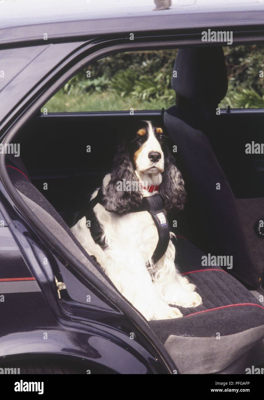 Sitting English Cocker Spaniel Dog (Canis familiaris) strapped into the ...