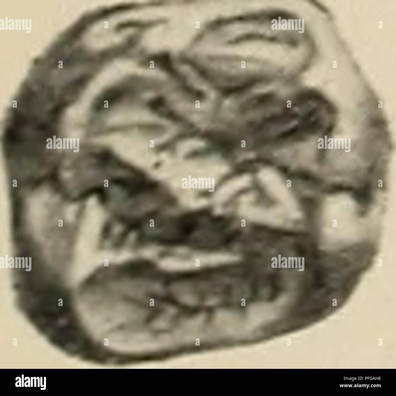 This illustration from Paul Adloff's work examines the teeth of humans ...