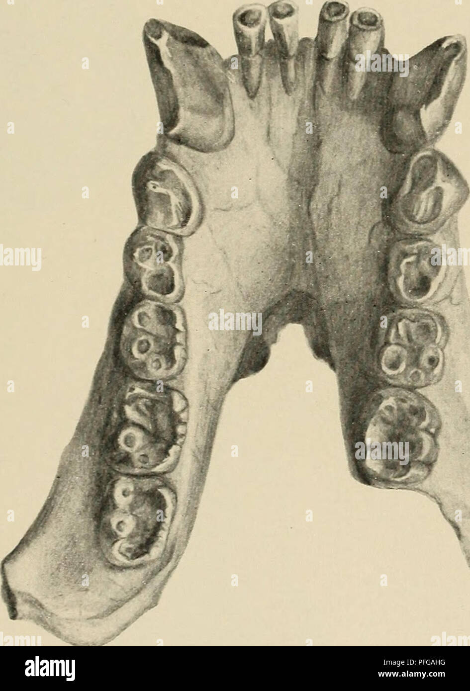 This anatomical study by Paul Adloff compares the teeth of humans and ...