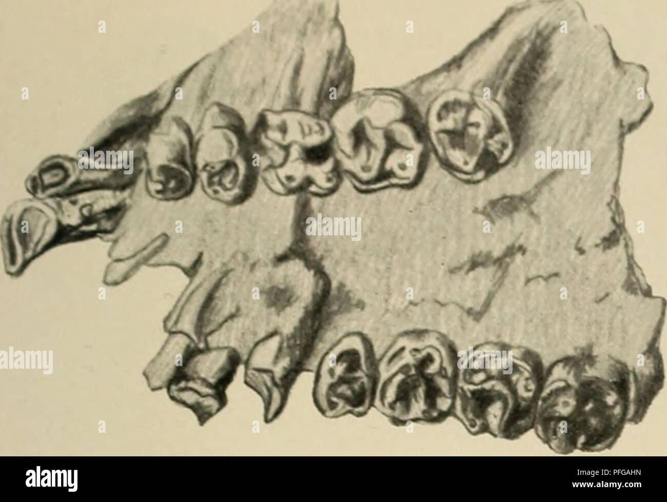 This comparative anatomical study focuses on the dental structure of ...