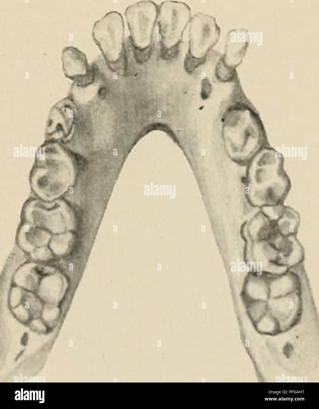 This work offers a comparative anatomical study of human and primate ...