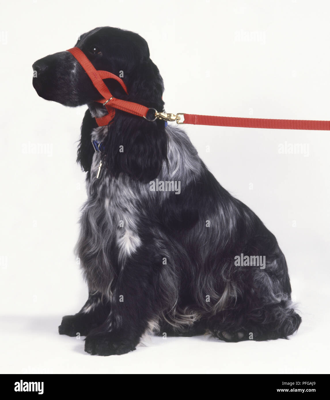 Sitting Cocker Spaniel (Canis familiaris) wearing head halter, side ...