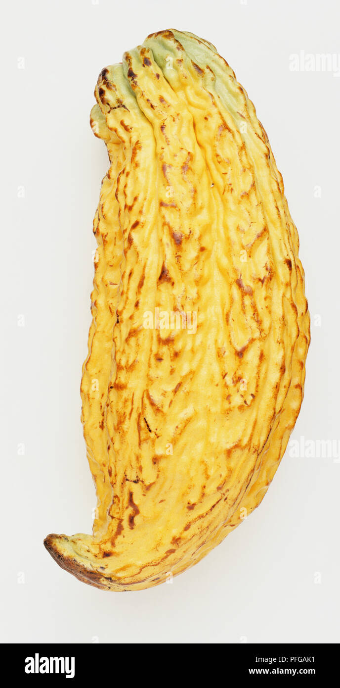 Theobroina cacao, Cocoa Tree, cocoa berry Stock Photo - Alamy