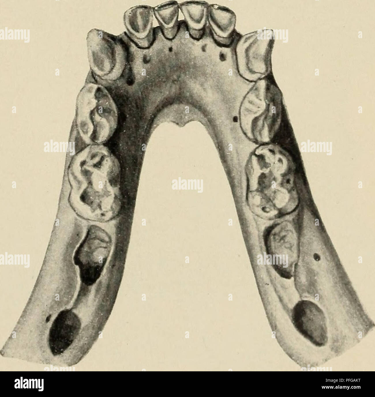 This comparative anatomical study by Paul Adloff examines the teeth of ...