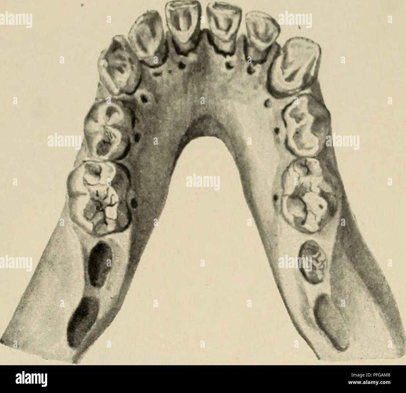This study compares the dental anatomy of humans and primates ...
