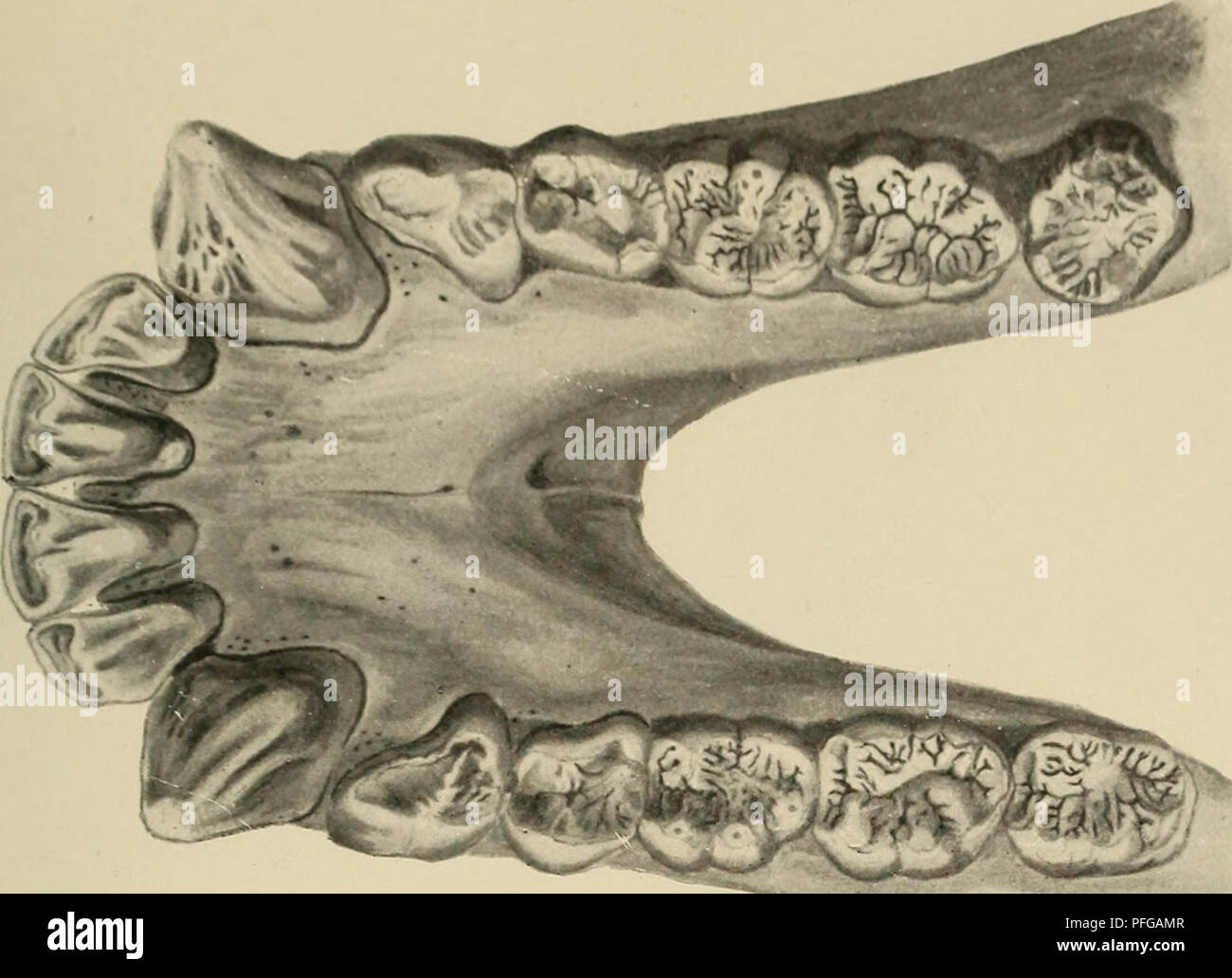 This comparative anatomy study examines the human and anthropomorphic ...