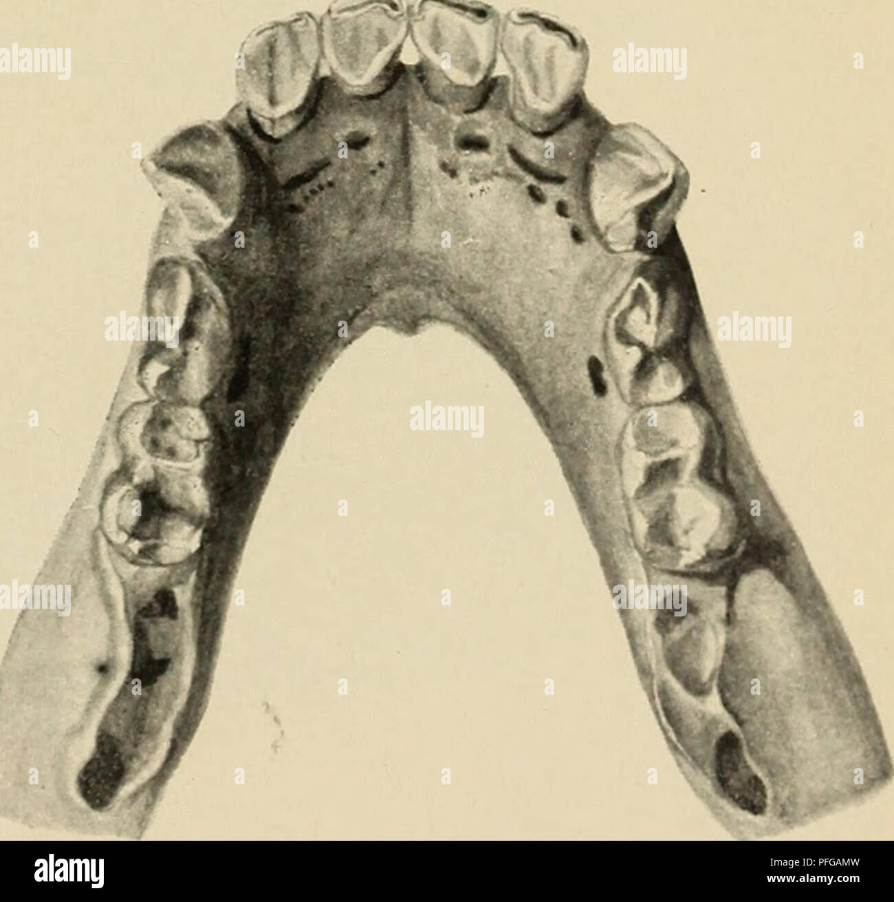 This comparative anatomical study examines the dental structure of ...