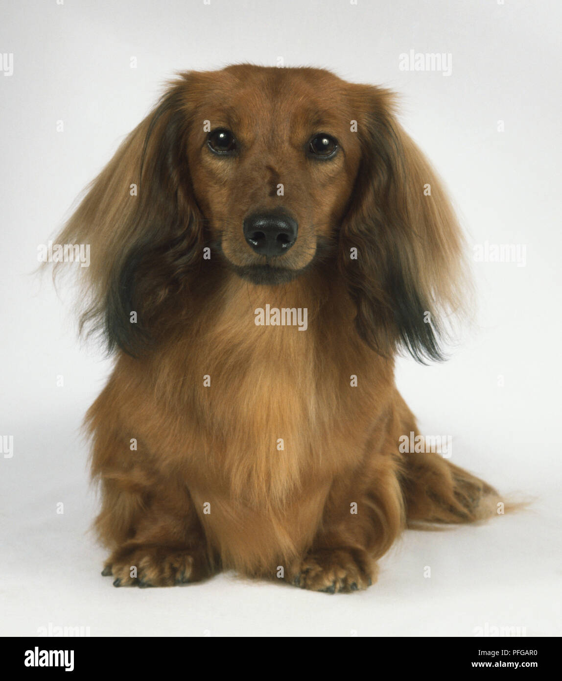 Standard long haired dachshund hi-res stock photography and images - Alamy