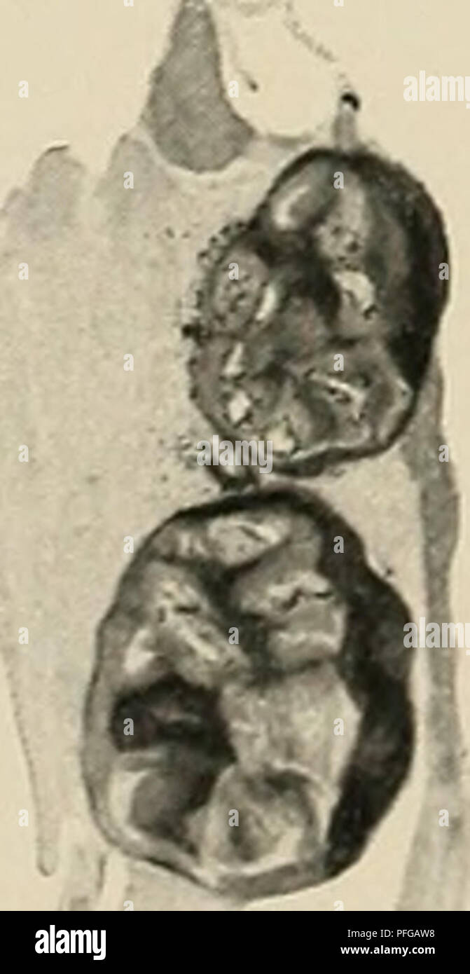 This comparative anatomical study examines the teeth of humans and ...