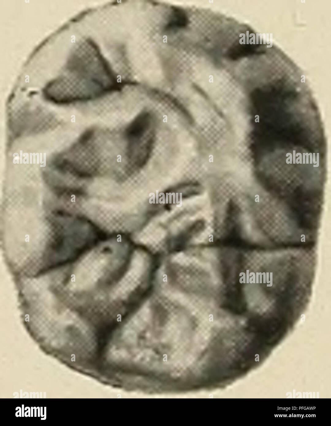 This comparative anatomical study by Paul Adloff investigates the ...